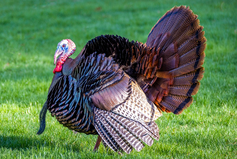 Hunters Preparing for MN Turkey Hunt | KRWC 1360 AM