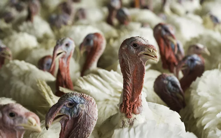 Rural Finance Authority Declares Emergency Due to Recent Animal Disease ...
