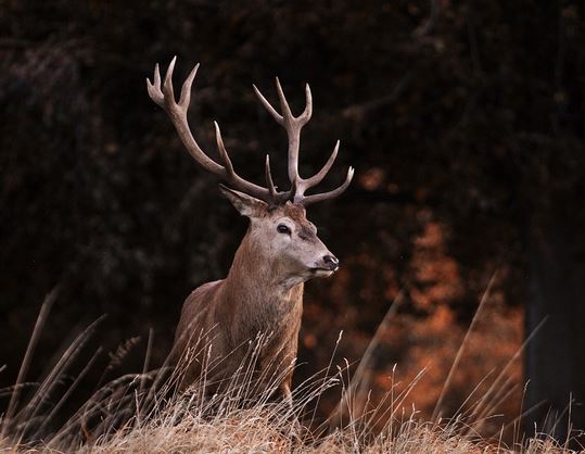 Wright County Among Eight New Counties Added to Deer Feeding Ban | KRWC ...